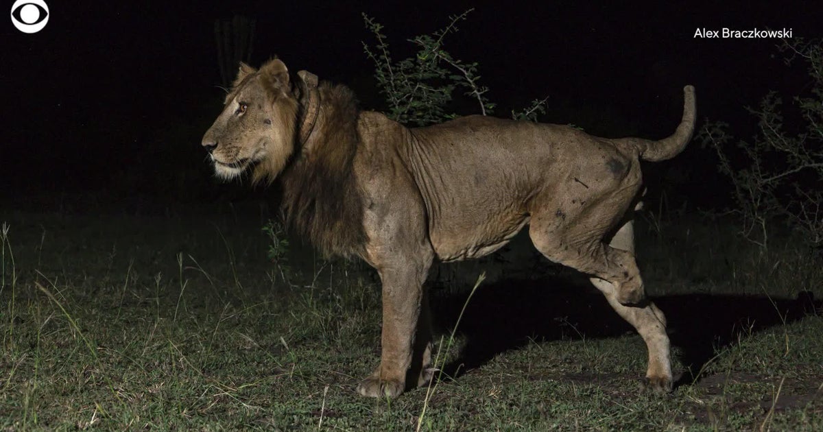 "Africa's most resilient lion" makes record-breaking swim through ...