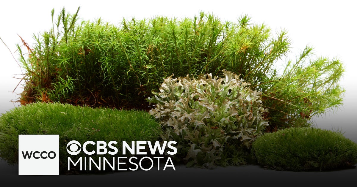 Tips for planting and maintaining the perfect garden shrubs - CBS Minnesota