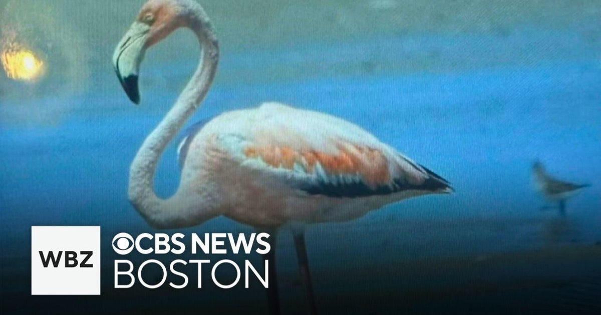 Flamingo spotted on Cape Cod for the second time this summer - CBS Boston
