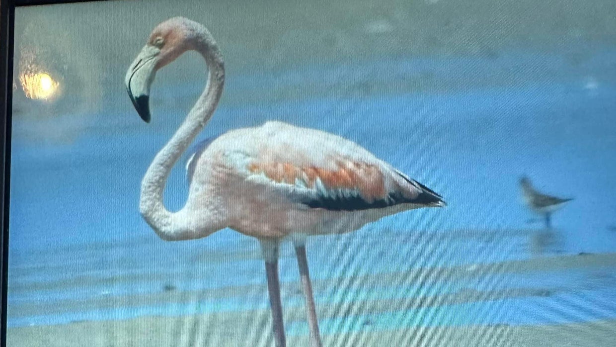 Flamingo spotted in Massachusetts again "enjoying Cape Cod like the ...