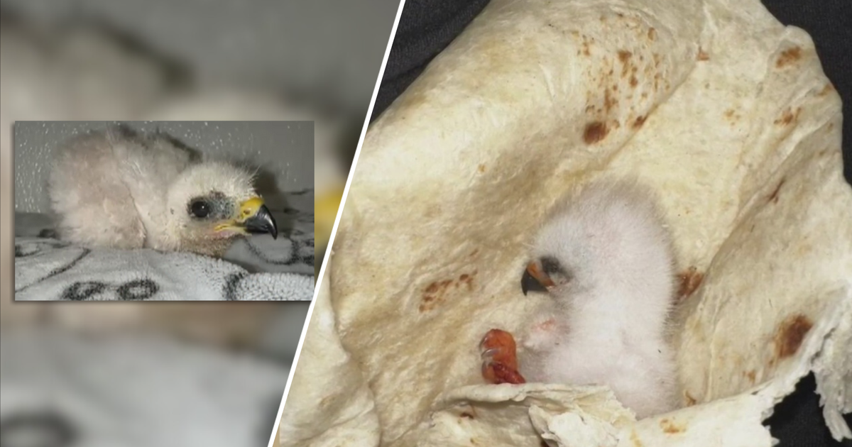 Texas family rescues baby bird with a warm tortilla - CBS Texas