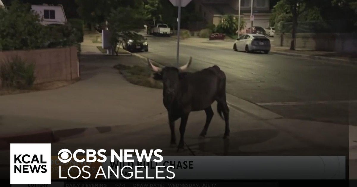 Cow on the loose in Sylmar neighborhood - CBS Los Angeles
