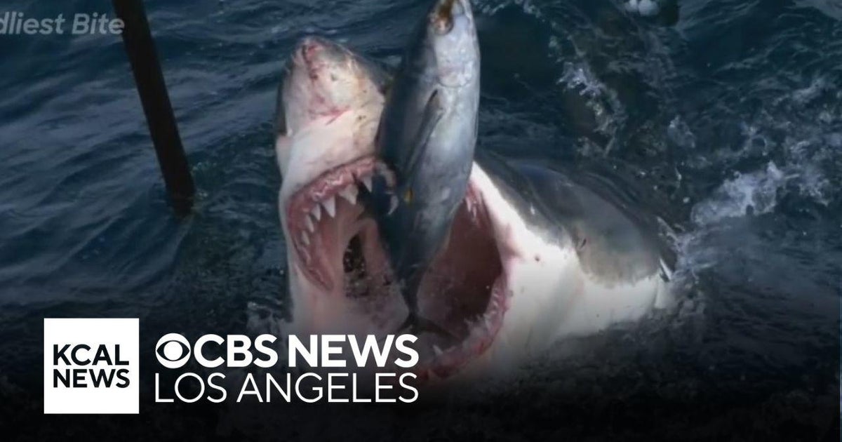 "Shark Week" takes a bite - CBS Los Angeles