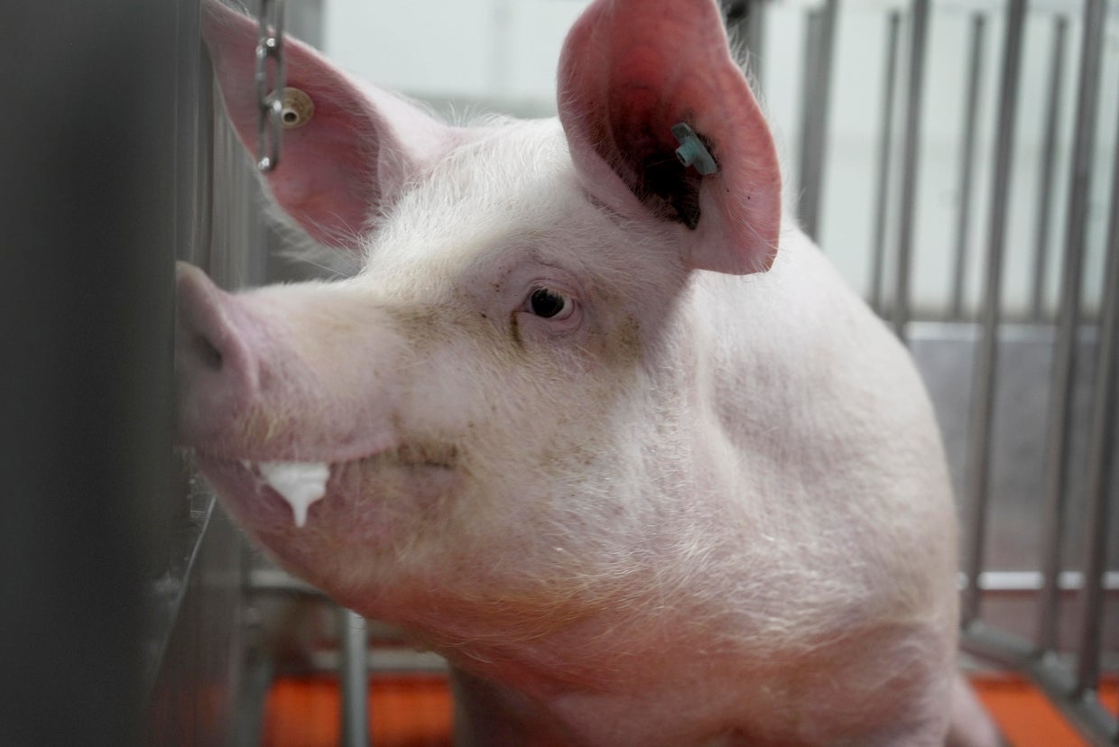 Meet some of the world's cleanest pigs, raised to grow kidneys and hearts for humans - CBS News