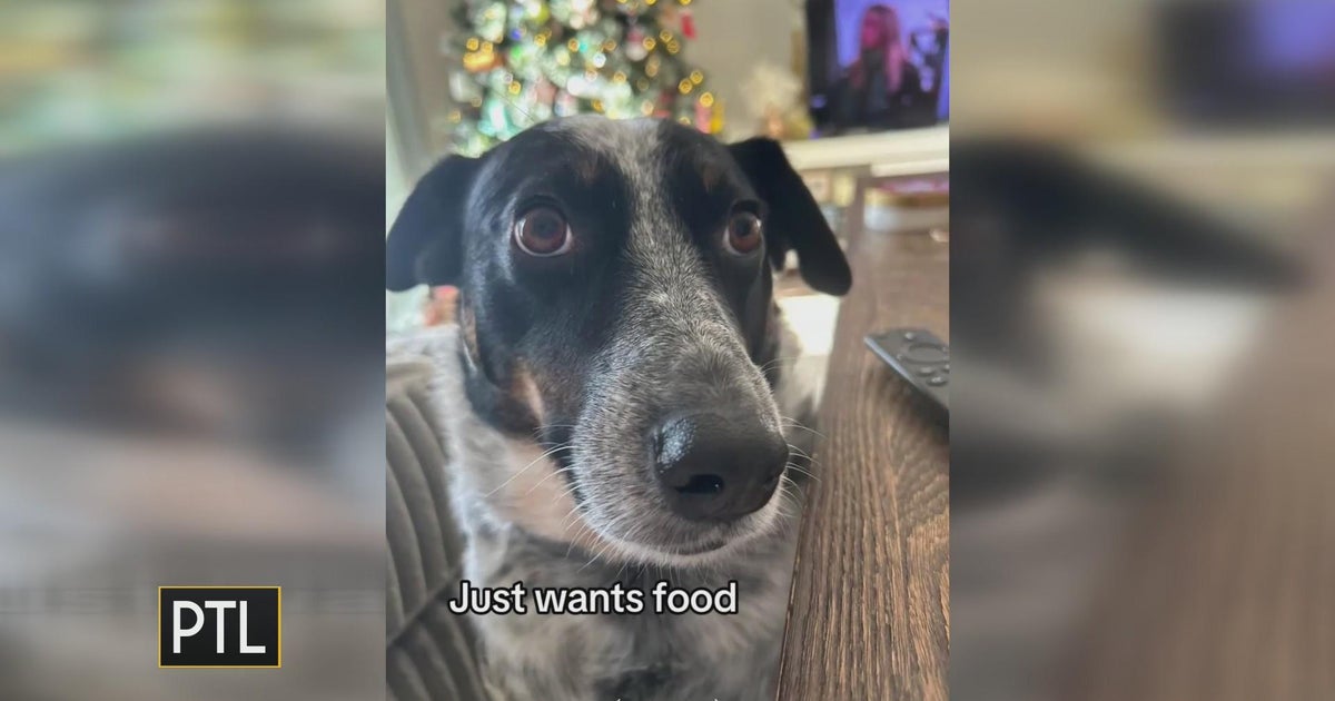 The many faces of Millie the anxious dog - CBS Pittsburgh
