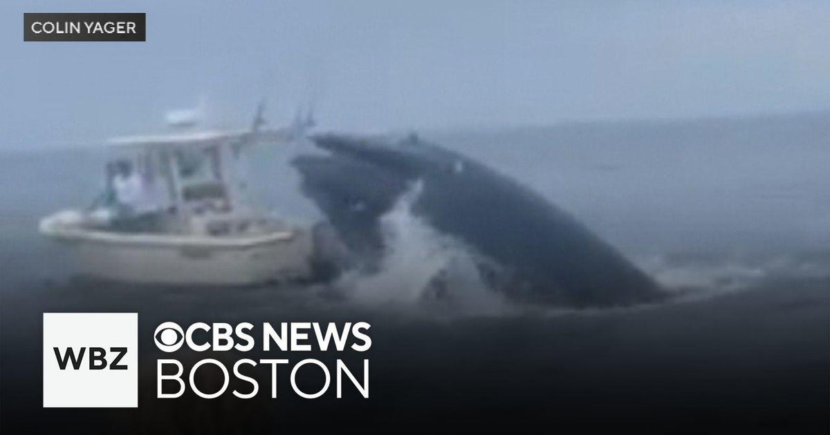 Whale capsizes boat off coast of New Hampshire - CBS Boston