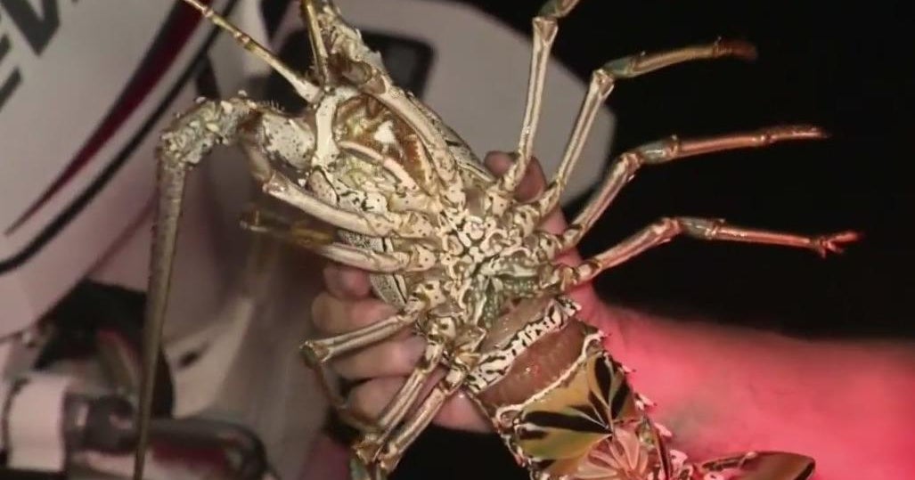 Lobster hunters hit the water early on the first day of mini-season ...