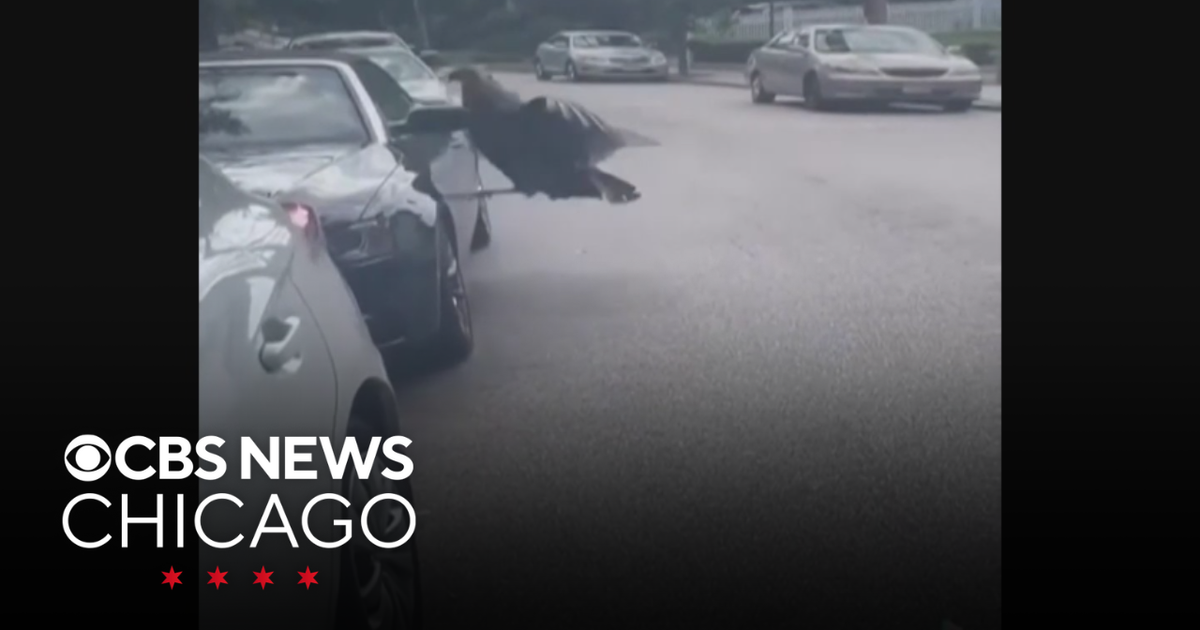 Angry turkey scratches car in Boston - CBS Chicago
