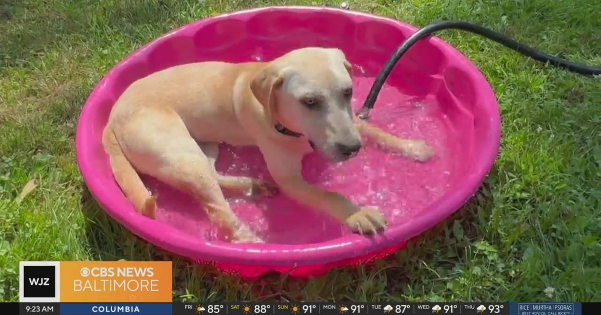 Meet Poppy, a young puppy who is everyone's best friend and loves water ...