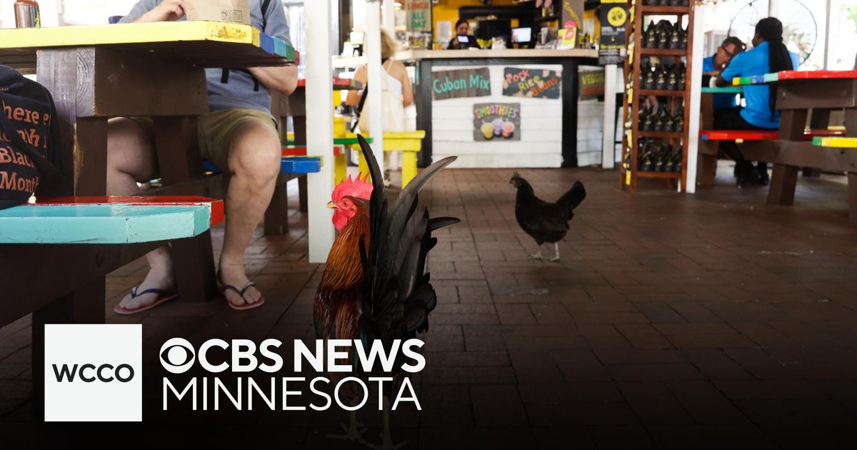 Feral chickens taking over Key West - CBS Minnesota