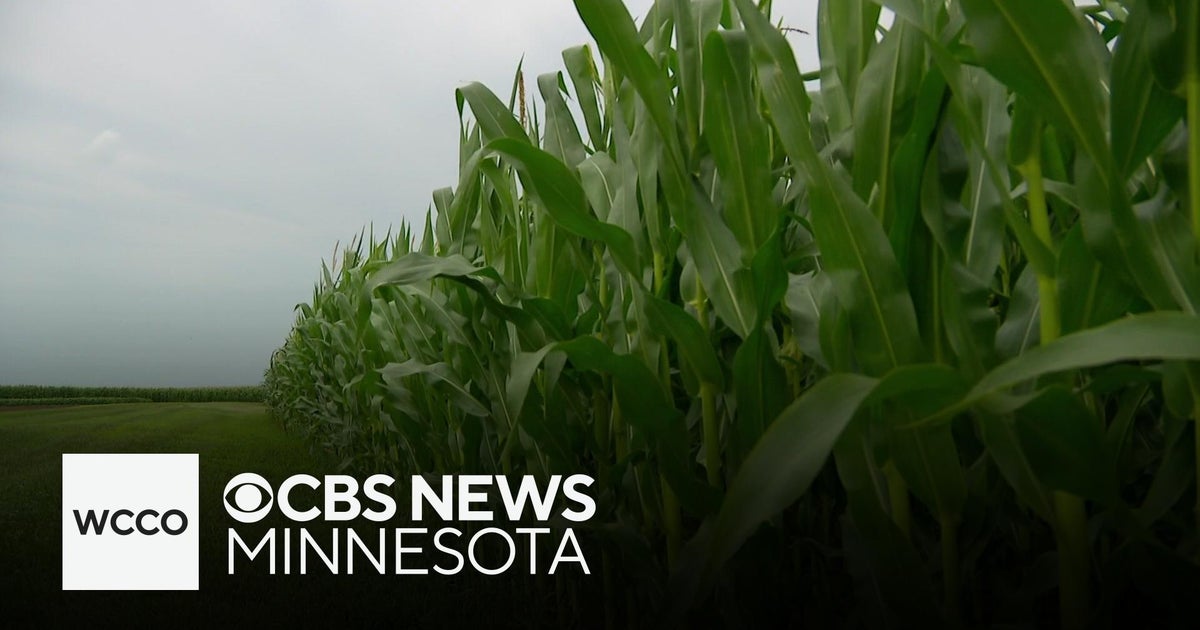 Learning the science of farming in Staples | Goin’ to the Lake - CBS ...