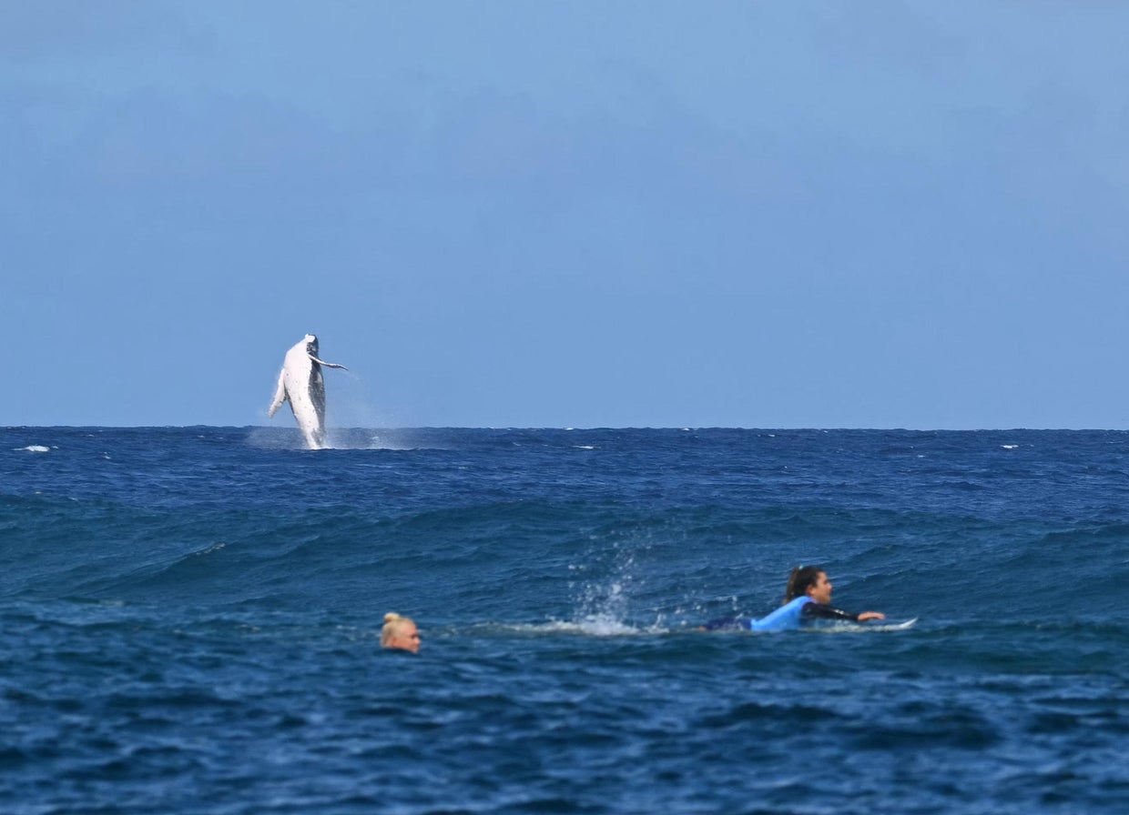 Whale makes surprise appearance during 2024 Paris Olympics surfing ...