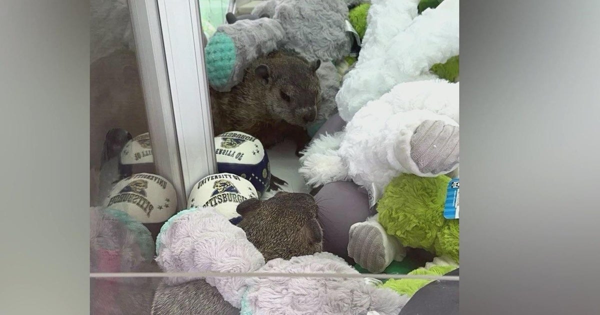 Groundhog rescued from claw machine at Pennsylvania mini golf course ...
