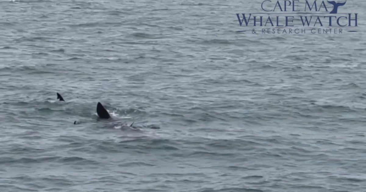 Video shows 2 more basking sharks off coast of Cape May, New Jersey ...