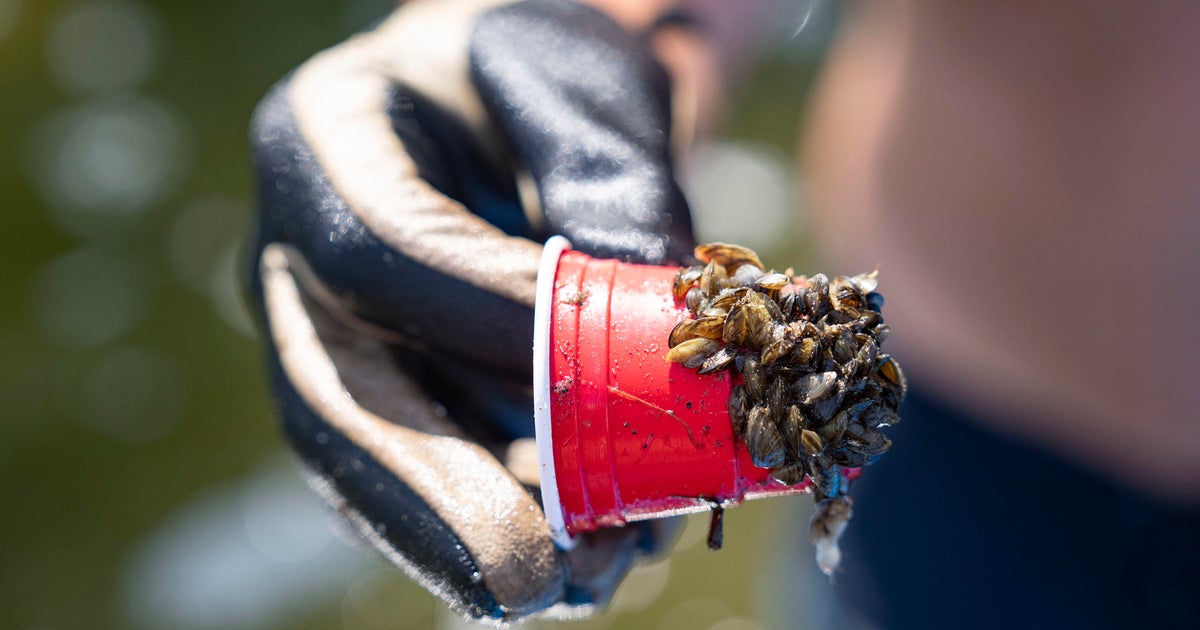 Zebra mussels found in lake near Cannon Falls - CBS Minnesota