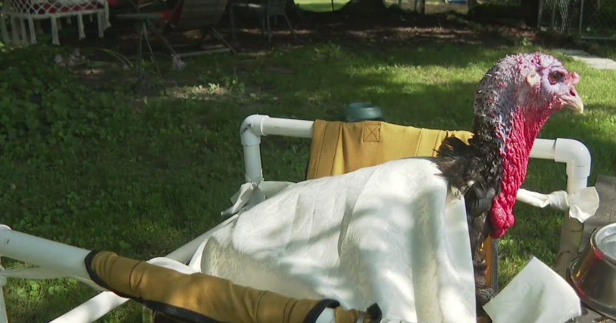 Simon, a wheelchair-bound turkey in Chicago, needs a prosthetic leg ...