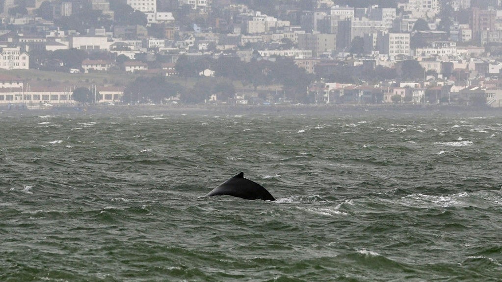 Ocean experts warn boaters of humpback whales in SF Bay, near shore ...
