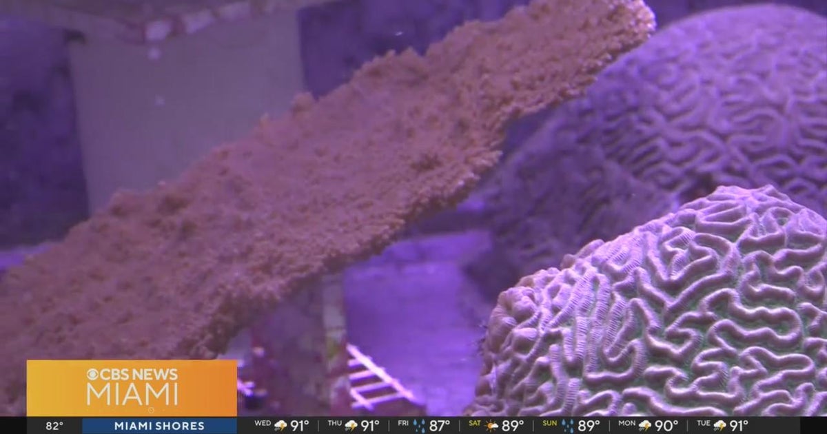 Coral crisis: South Florida scientists helping to repair local coral ...