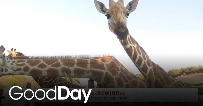 Dancing, giraffes, and more! | Good Day Rewind - Good Day Sacramento