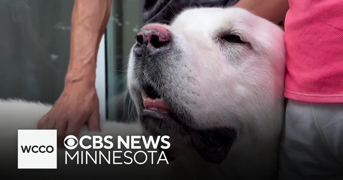 Minnesota town elects dog as its newest mayor - CBS Minnesota