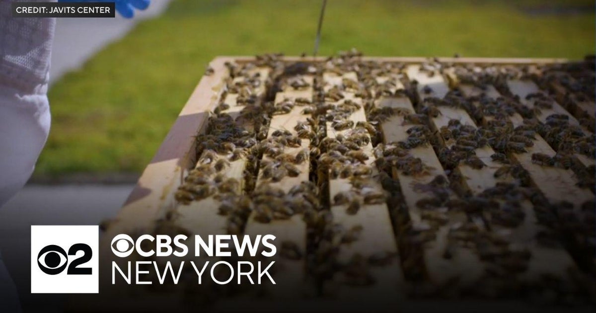 Meet the master beekeeper who manages hives all over NYC - CBS New York