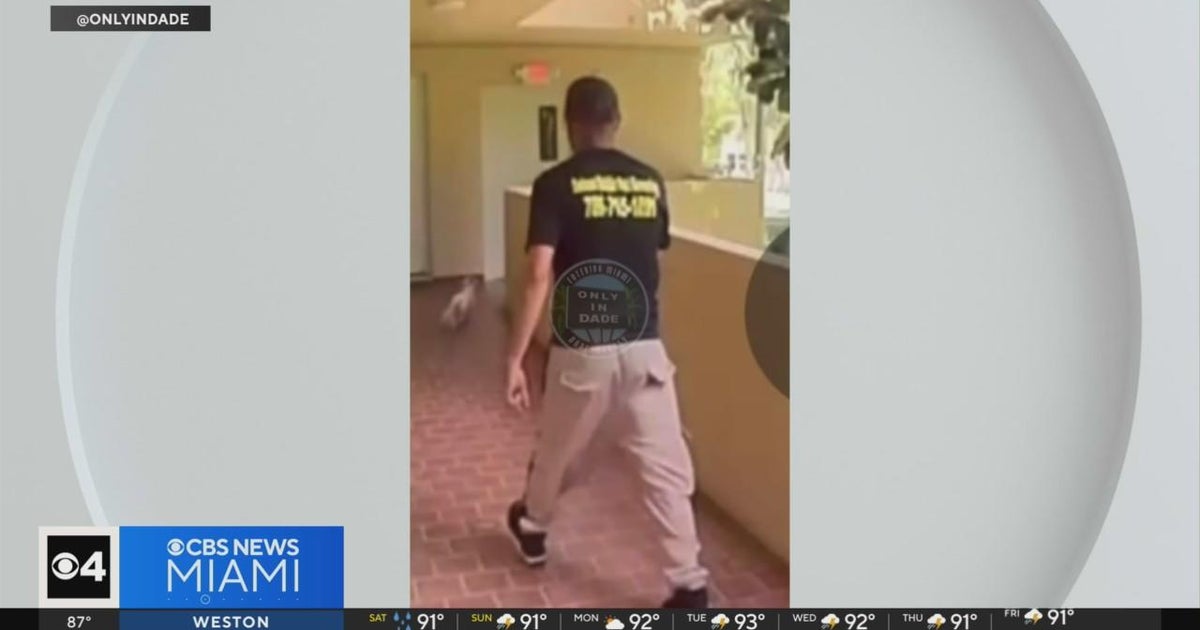 Caught on camera: Man kicks dog in NE Miami-Dade - CBS Miami