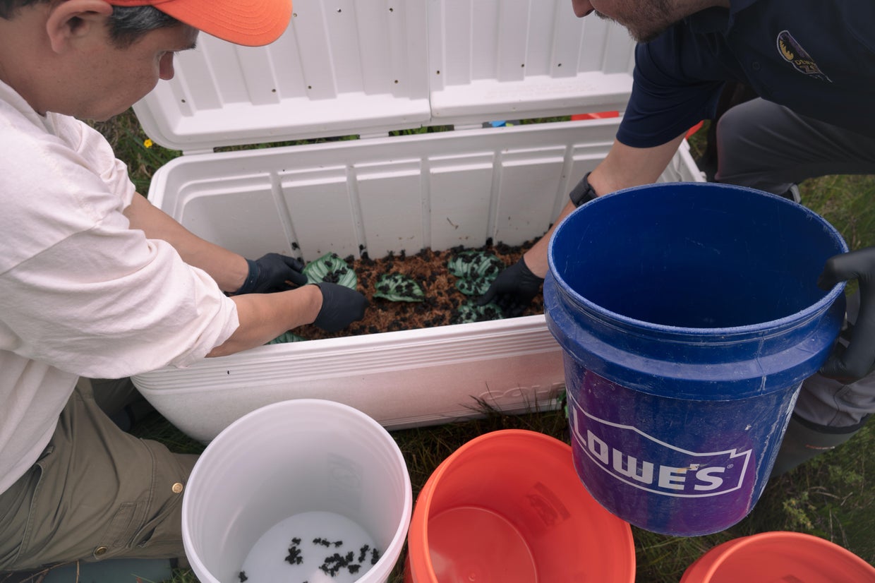 Endangered toads gaining traction in Colorado mountain wetlands: "A ...