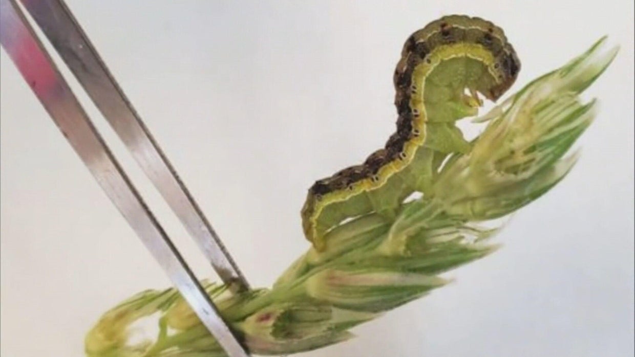 Colorado State University researchers consider "STD" to help protect ...