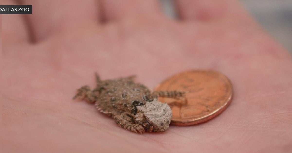 Dallas Zoo welcomes 18 baby horned lizards - CBS Texas