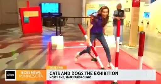 Test your agility at the State Fair’s Cats and Dogs exhibition - CBS ...