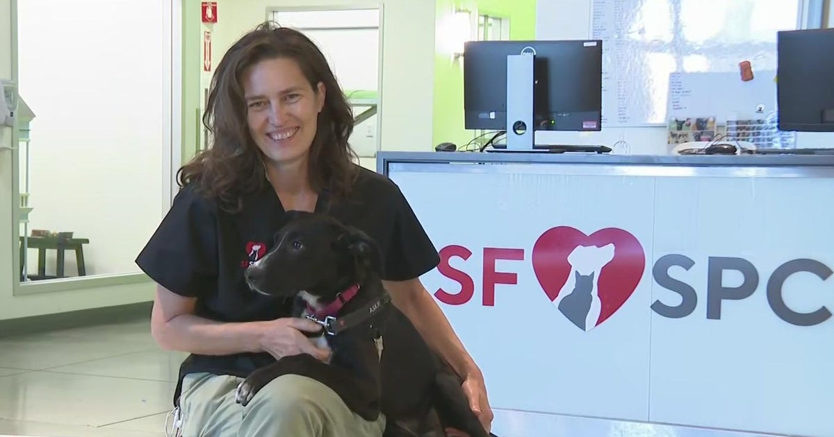 Free adoption for pets 5 months and over at SF SPCA - CBS San Francisco