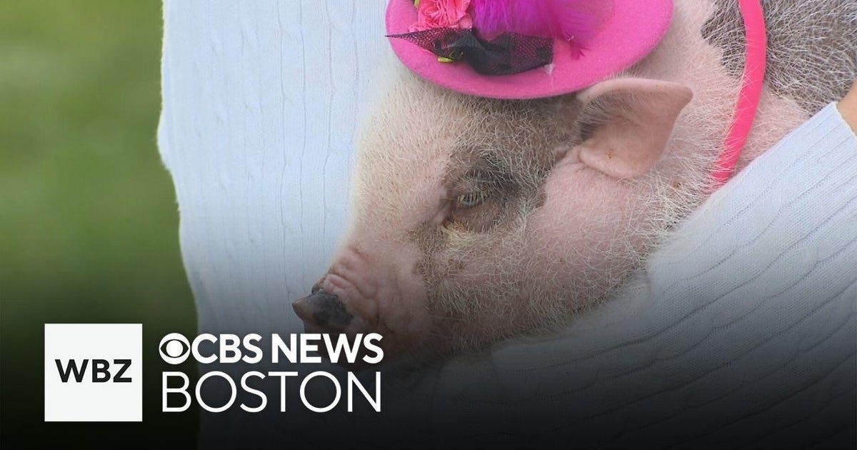 Meet Gilbert the Party Pig and his friends - CBS Boston