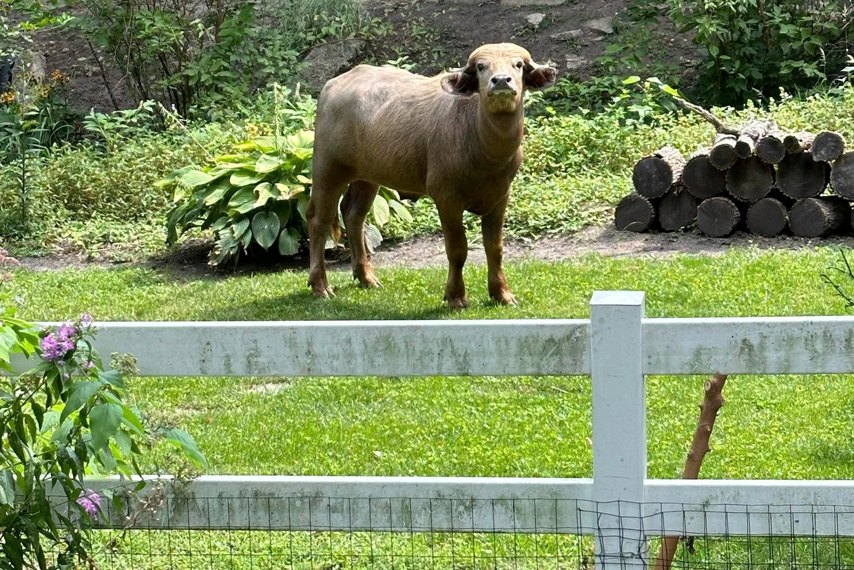 Water buffalo that was on the loose in Iowa captured - CBS News