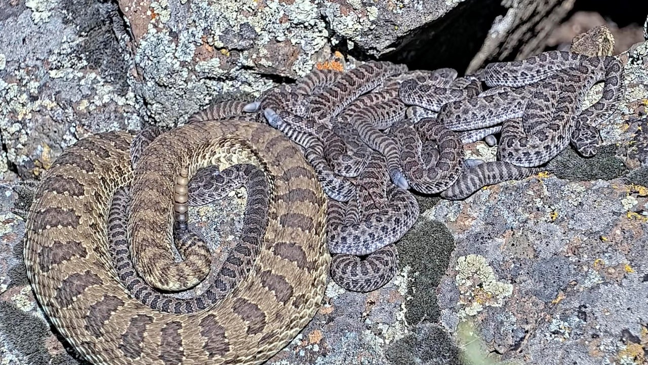 Snake news - Today’s latest updates - CBS News