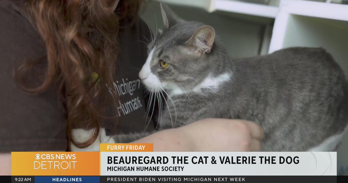 Meet Beauregard and Valerie for this week's Furry Fridays - CBS Detroit