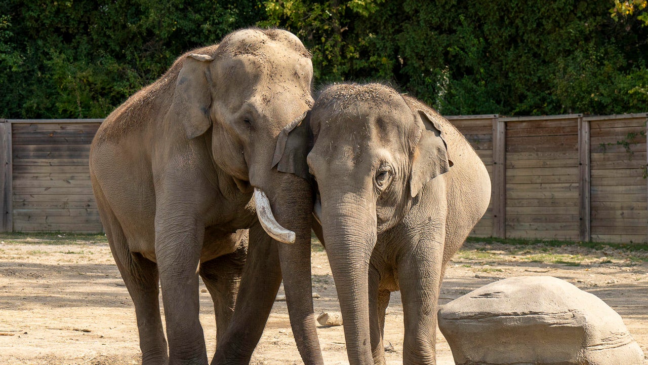 Elephant news - Today’s latest updates - CBS News