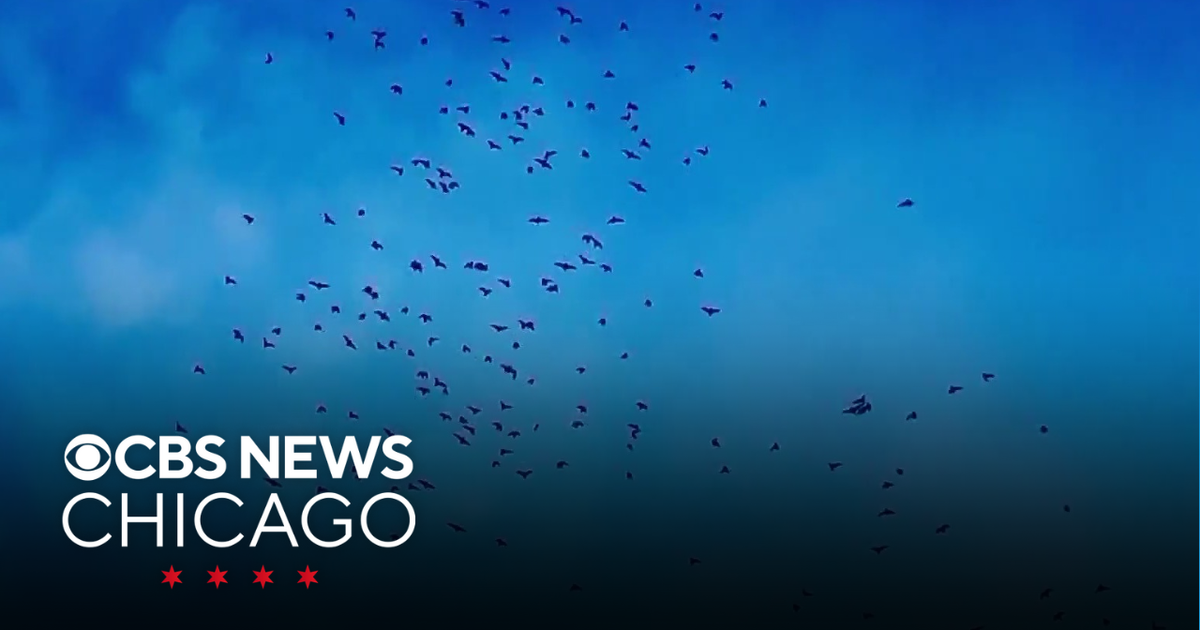 Bat tour in Sacramento, California draws thousands of tourists - CBS ...