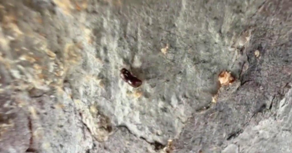 Tiny bark-boring beetles pose big problem for South Bay trees - CBS San ...