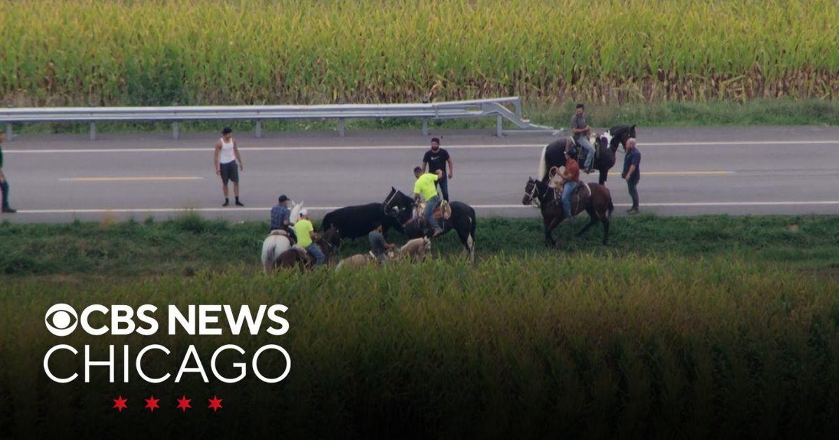 Cowboys lasso escaped bull in McHenry County, Illinois - CBS Chicago