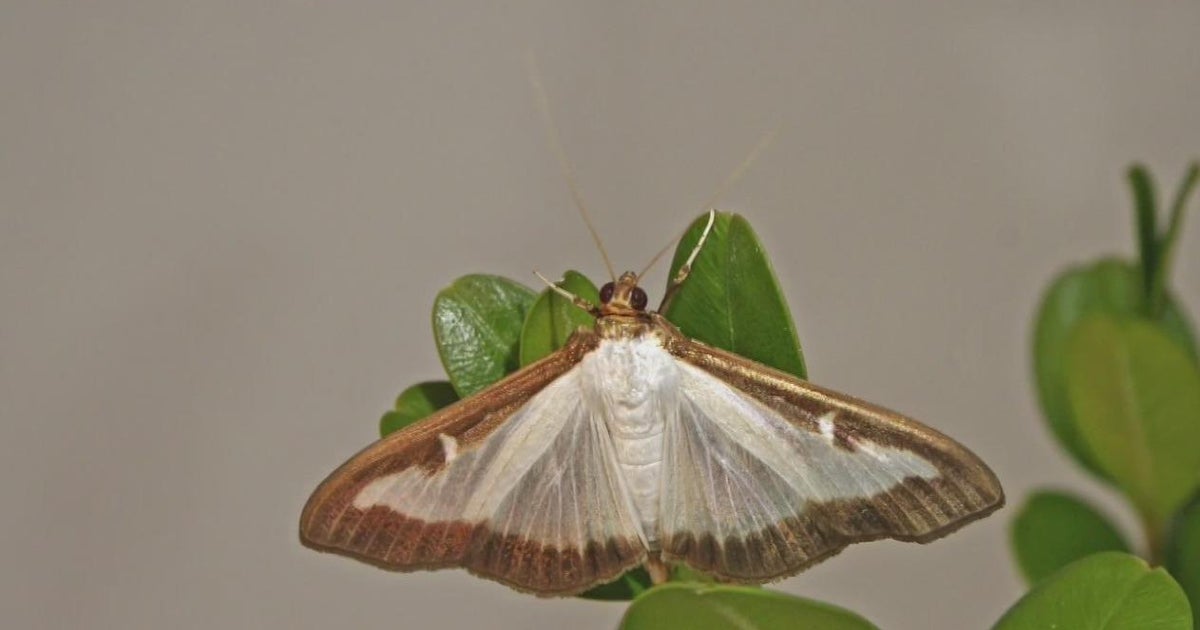 New invasive species of 'highly destructive' moth found in Pennsylvania ...