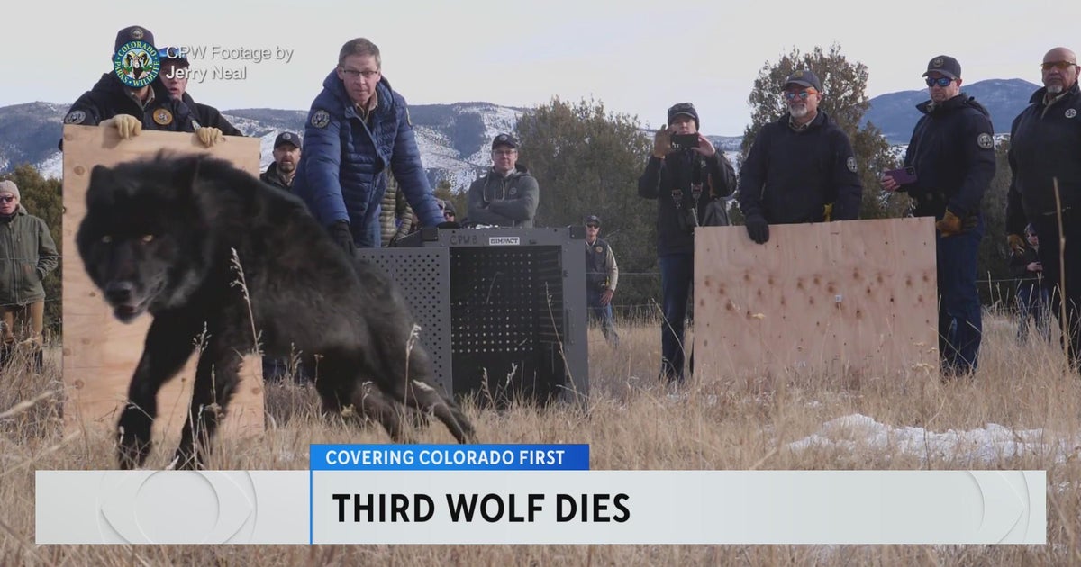 Third wolf dies after reintroduction into Colorado - CBS Colorado