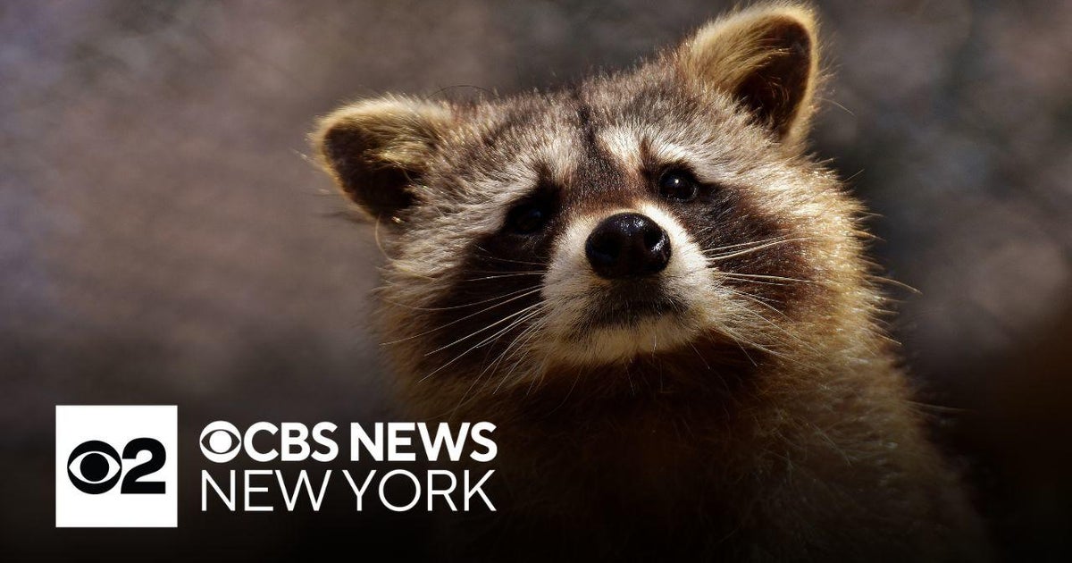 Rabid animals prompt vaccinations in Nassau County - CBS New York