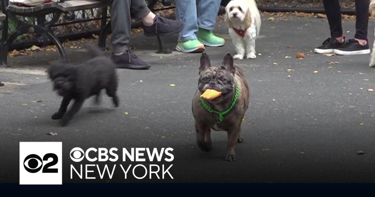 Tips to save money on expensive vet bills - CBS New York