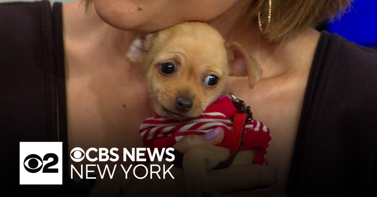 Furry Friend Finder: Cindy - CBS New York