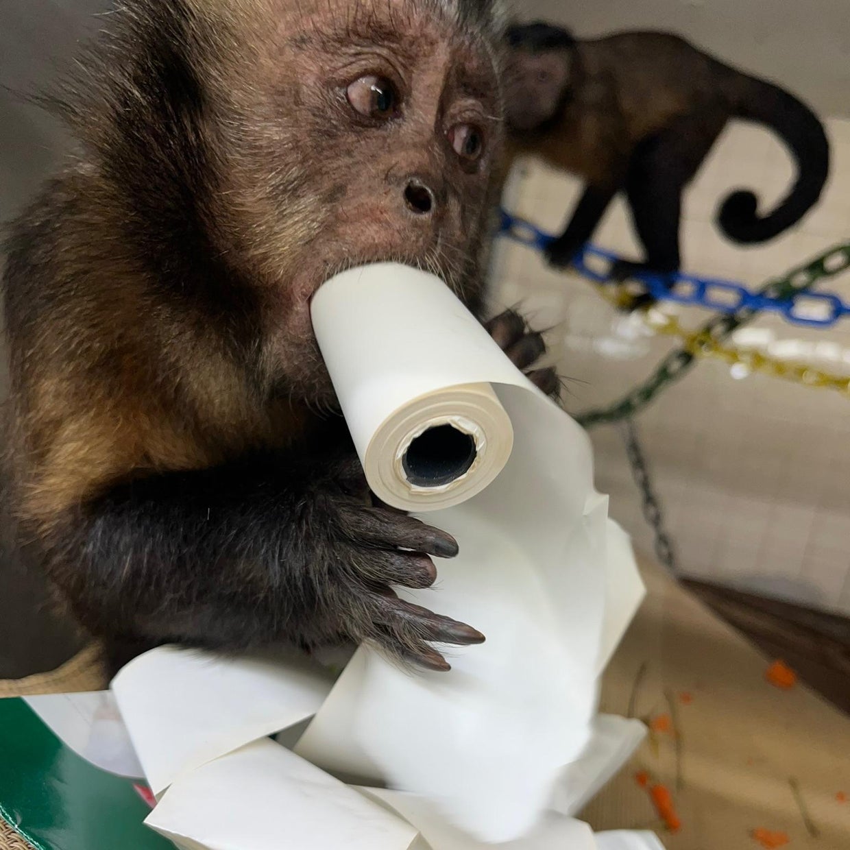 Denver Zoo announces passing of Katie, popular capuchin who loved to ...