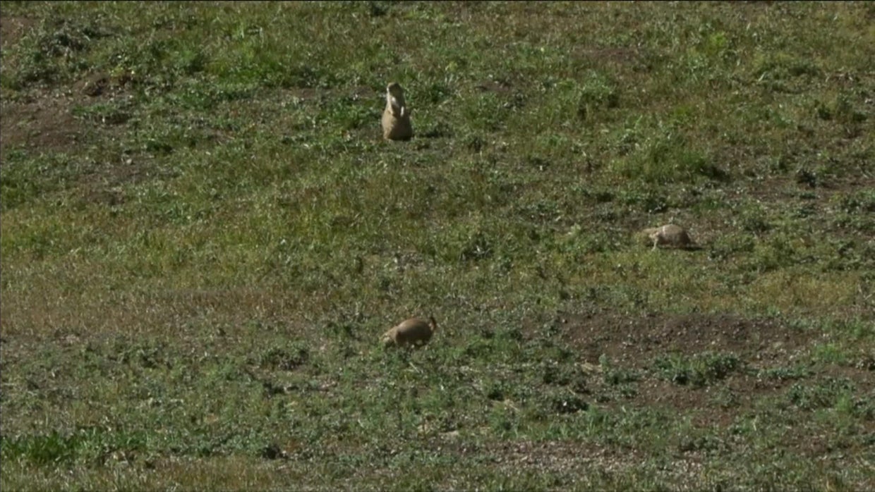 Colorado advocates urge protection of prairie dogs amid development in ...