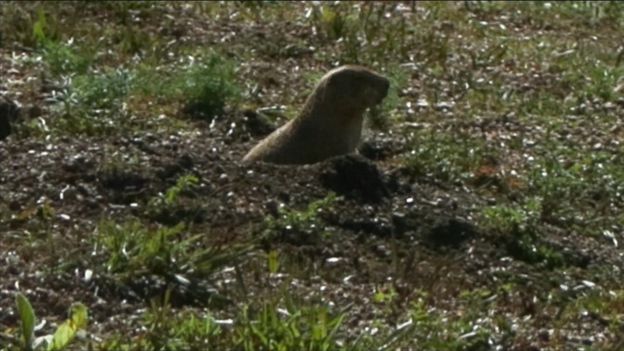 Colorado advocates urge protection of prairie dogs amid development in ...