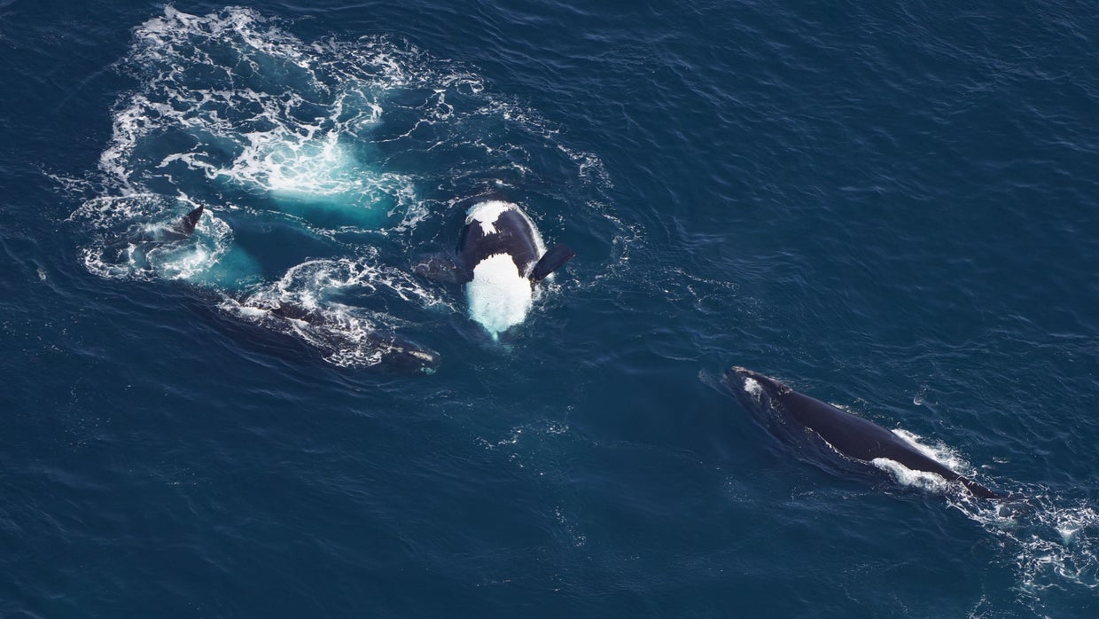 Unusual sighting of endangered right whales off New York has scientists ...