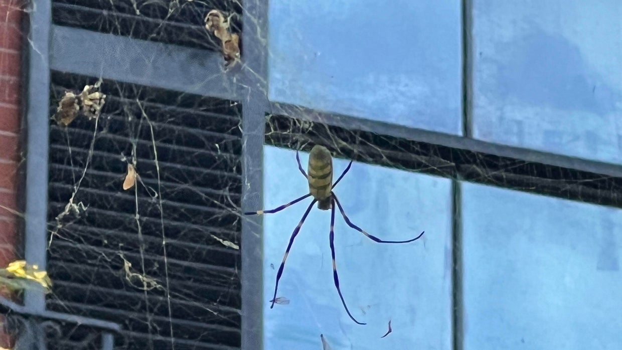 Giant flying Joro spider spotted in Massachusetts for the first time ...