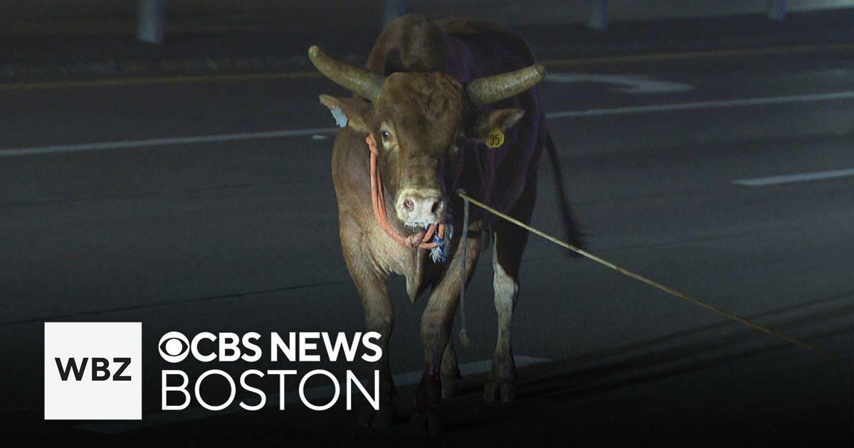 North Attleboro reveals how bulls escaped rodeo at mall - CBS Boston
